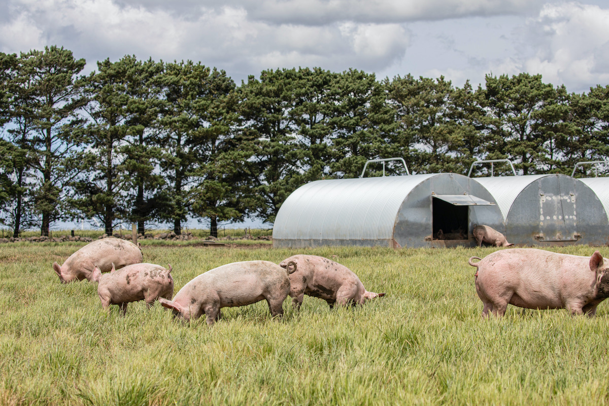 Pig-ture perfect Western Plains Pork with Straight to the Source