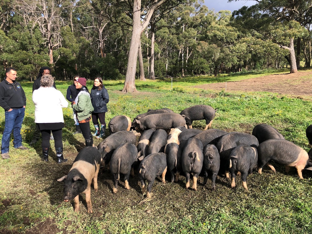 Putting sustainably-sourced Australian Pork on your menu